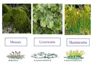 Hornworts And Liverworts