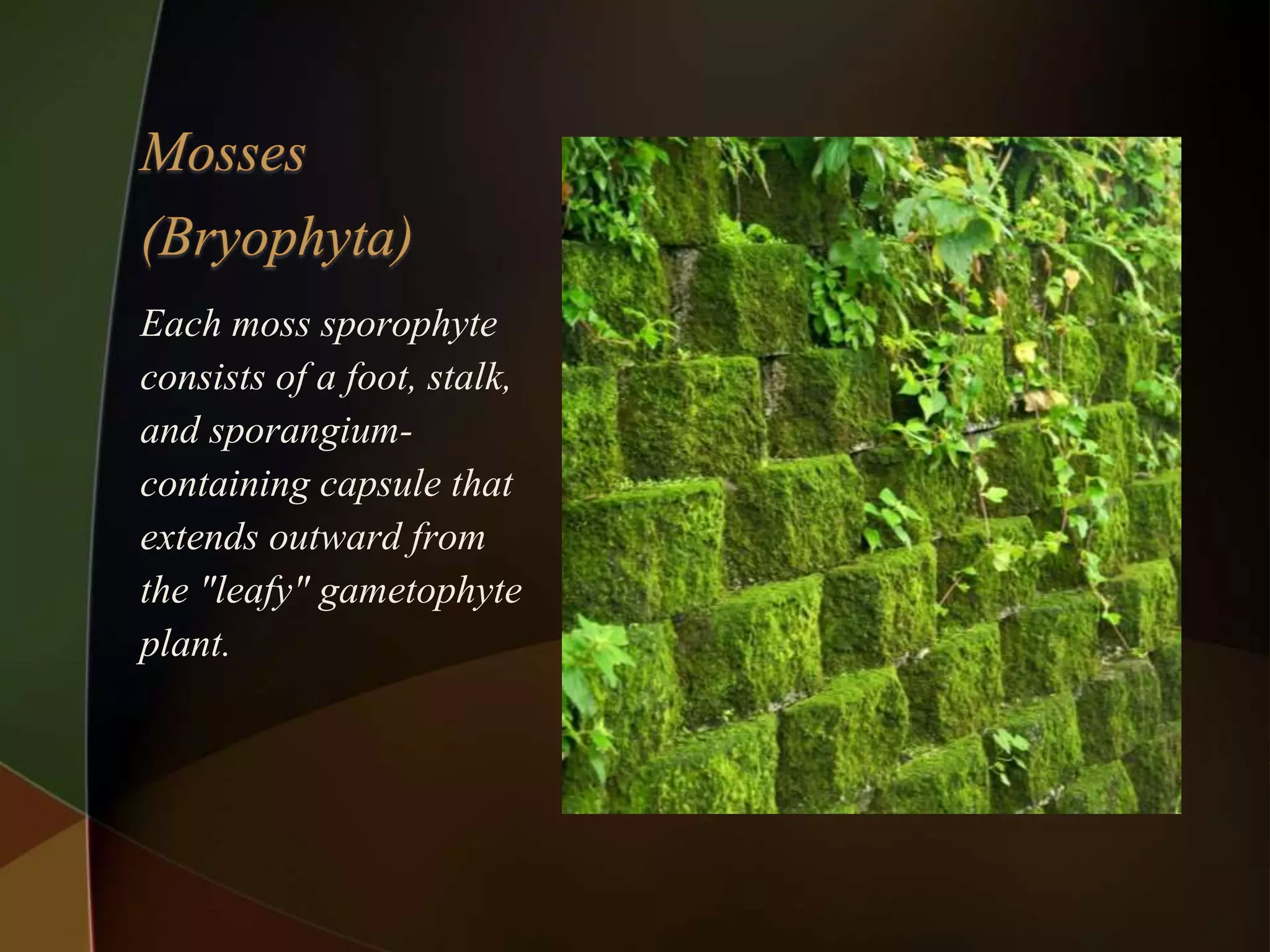 Bryophytes and its types | PPTX