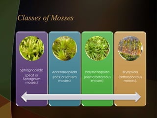Bryophytes and its types | PPTX | Biological Sciences | Science