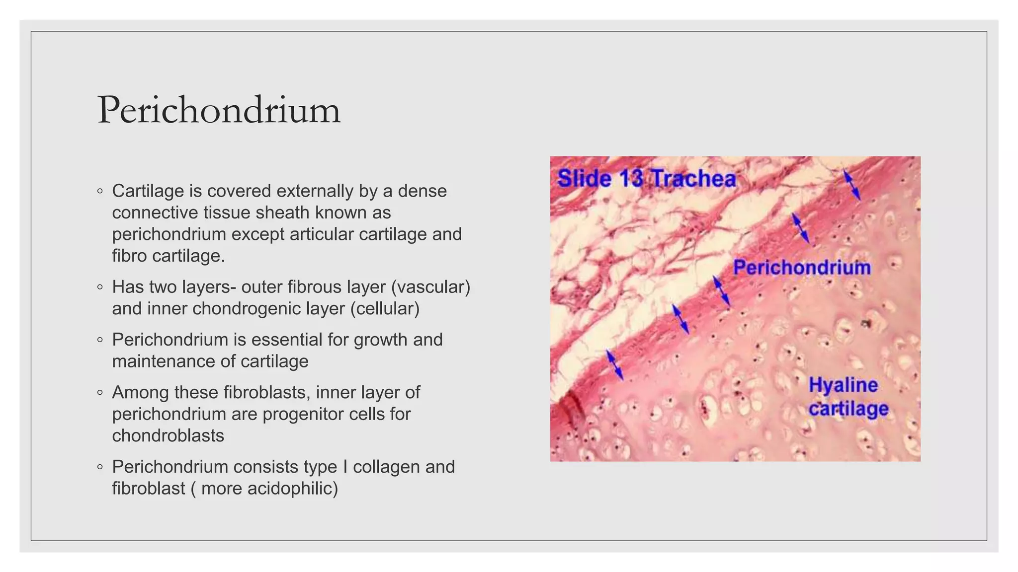 Classification of cartilage.pptx