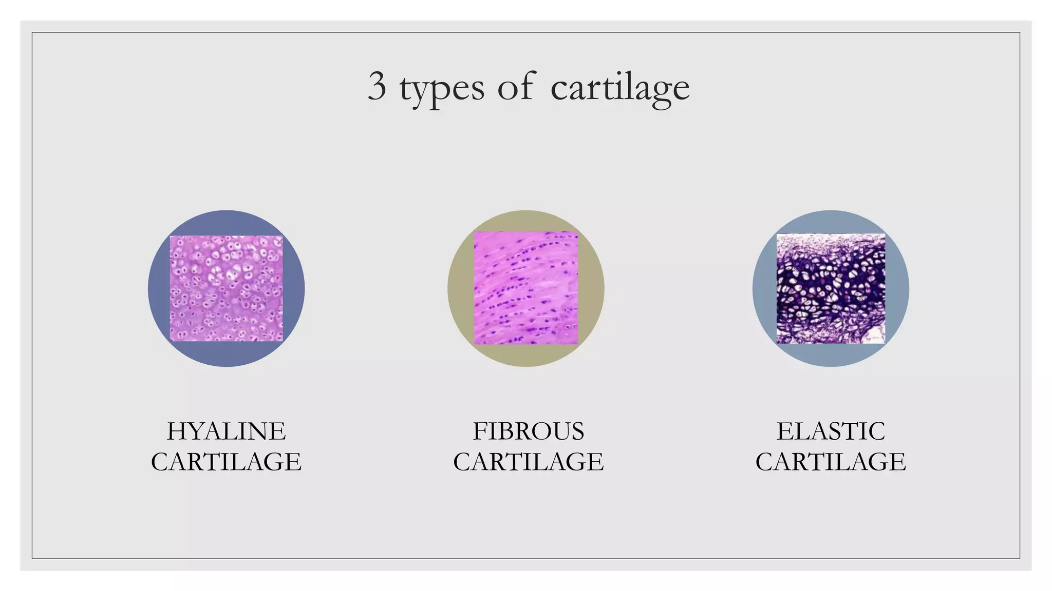 Classification of cartilage.pptx