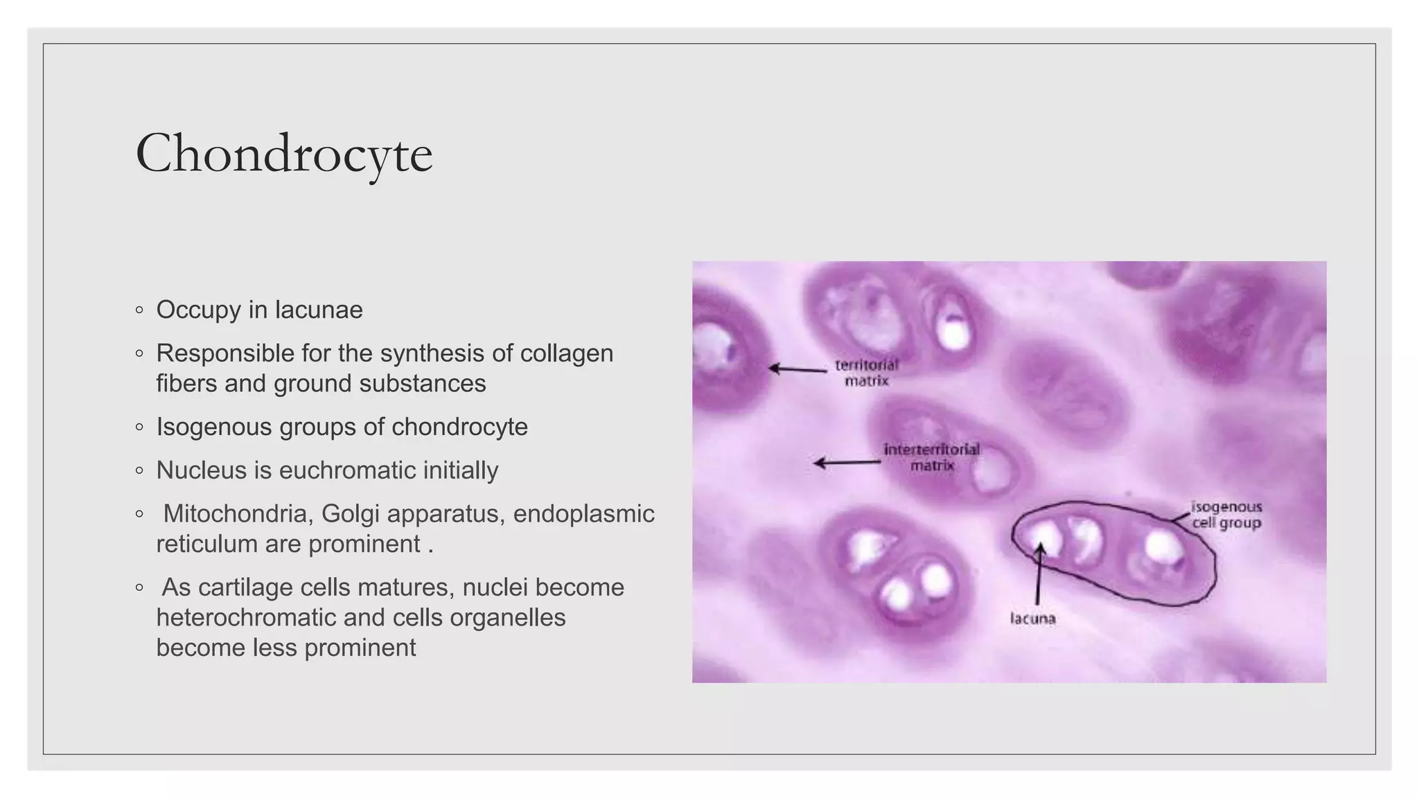 Classification of cartilage.pptx