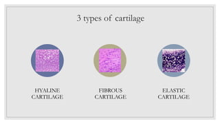 Classification of cartilage.pptx