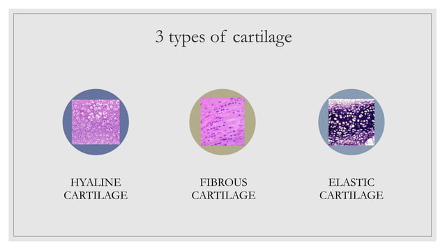 Classification of cartilage.pptx