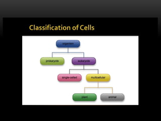 CLASSIFICATION OF CELL.pdf presentation. | PDF