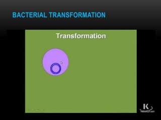 CLASSIFICATION OF CELL.pdf presentation. | PDF