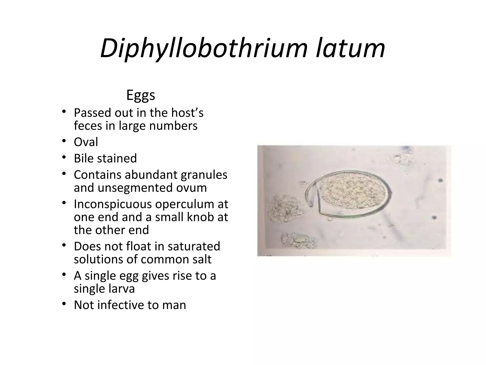 Classification of cestodes | PPT | Reptiles | Pets