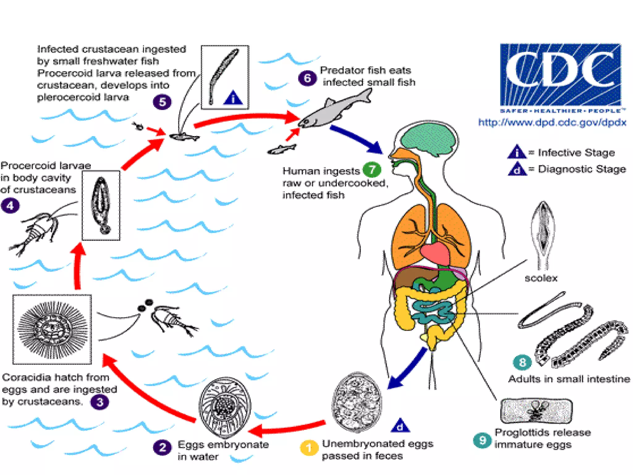 Classification of cestodes | PPT