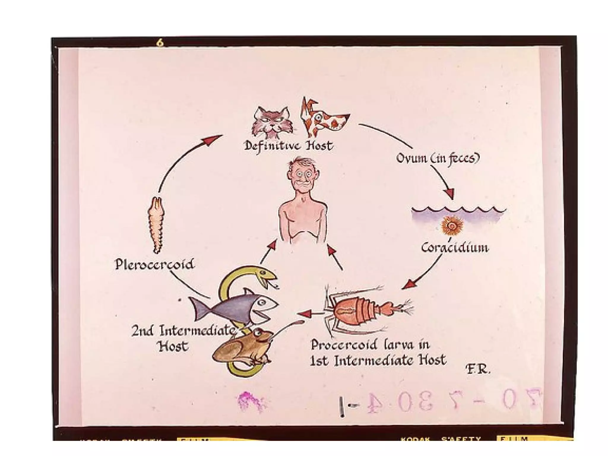 Classification of cestodes | PPT