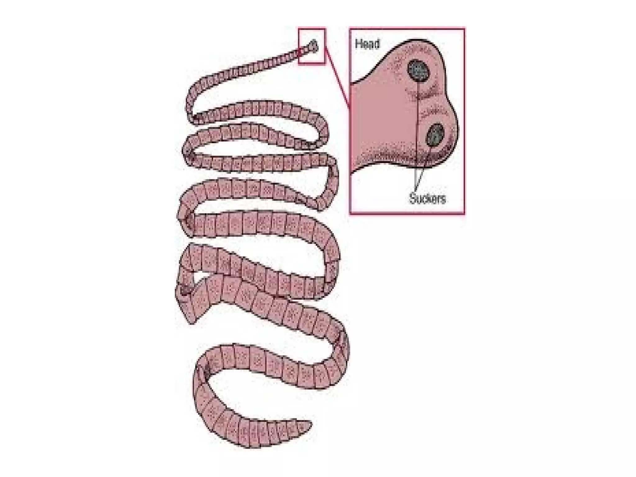 Classification of cestodes | PPT