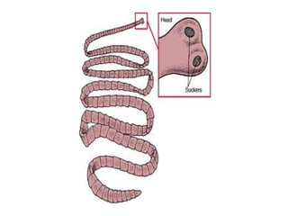 Classification of cestodes | PPT