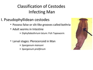 Classification of cestodes | PPT