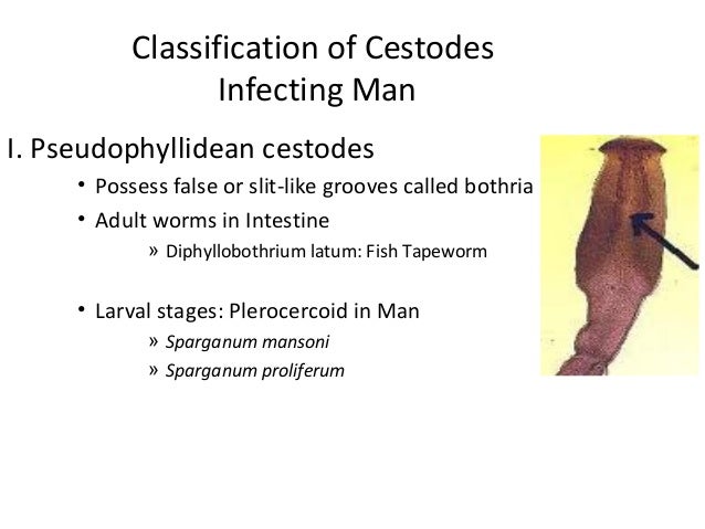 Classification of cestodes