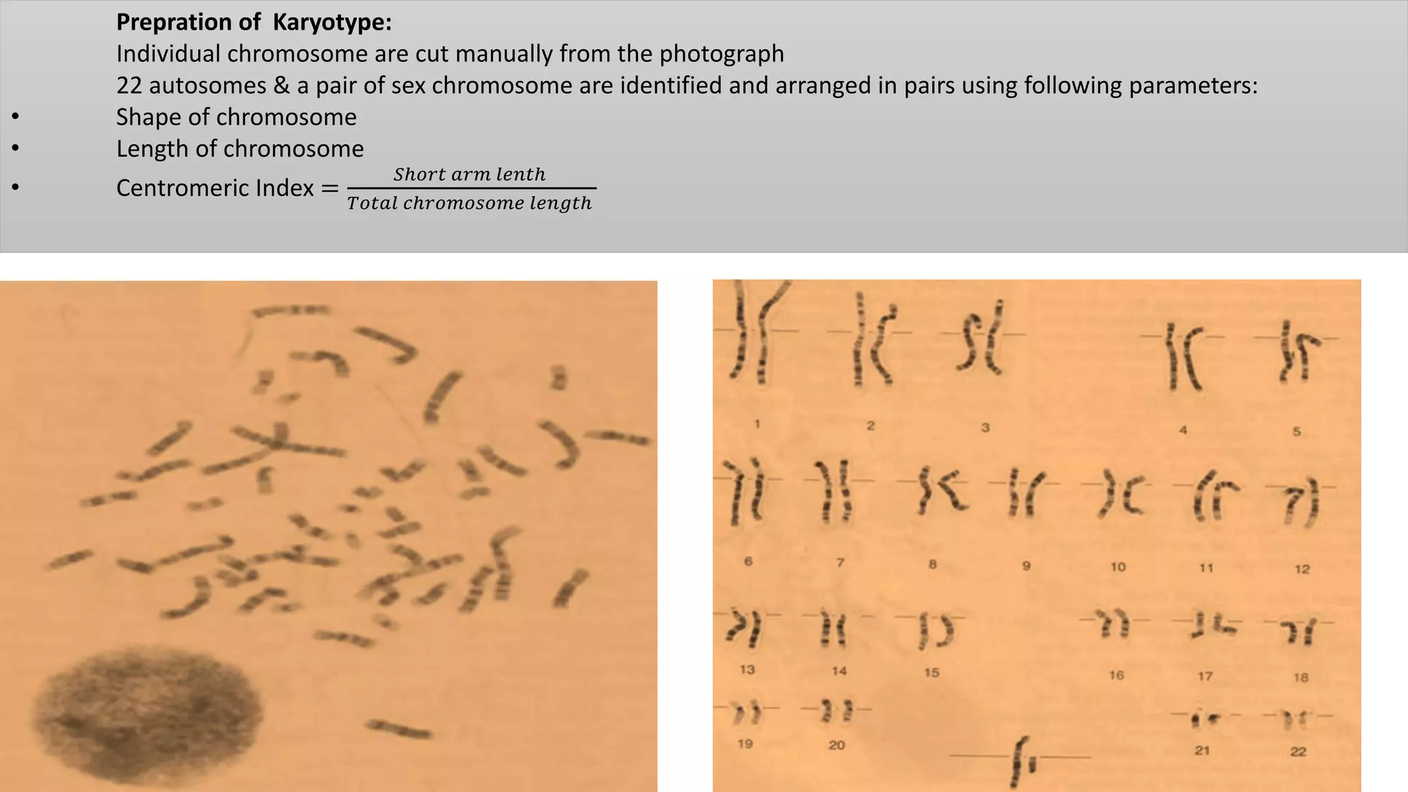 Classification of chromosome & karyotyping | PPTX