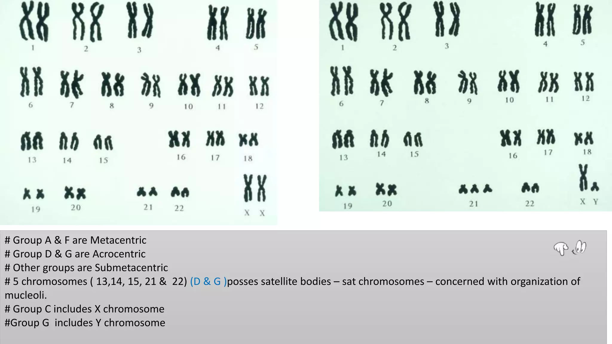 Classification of chromosome & karyotyping | PPTX