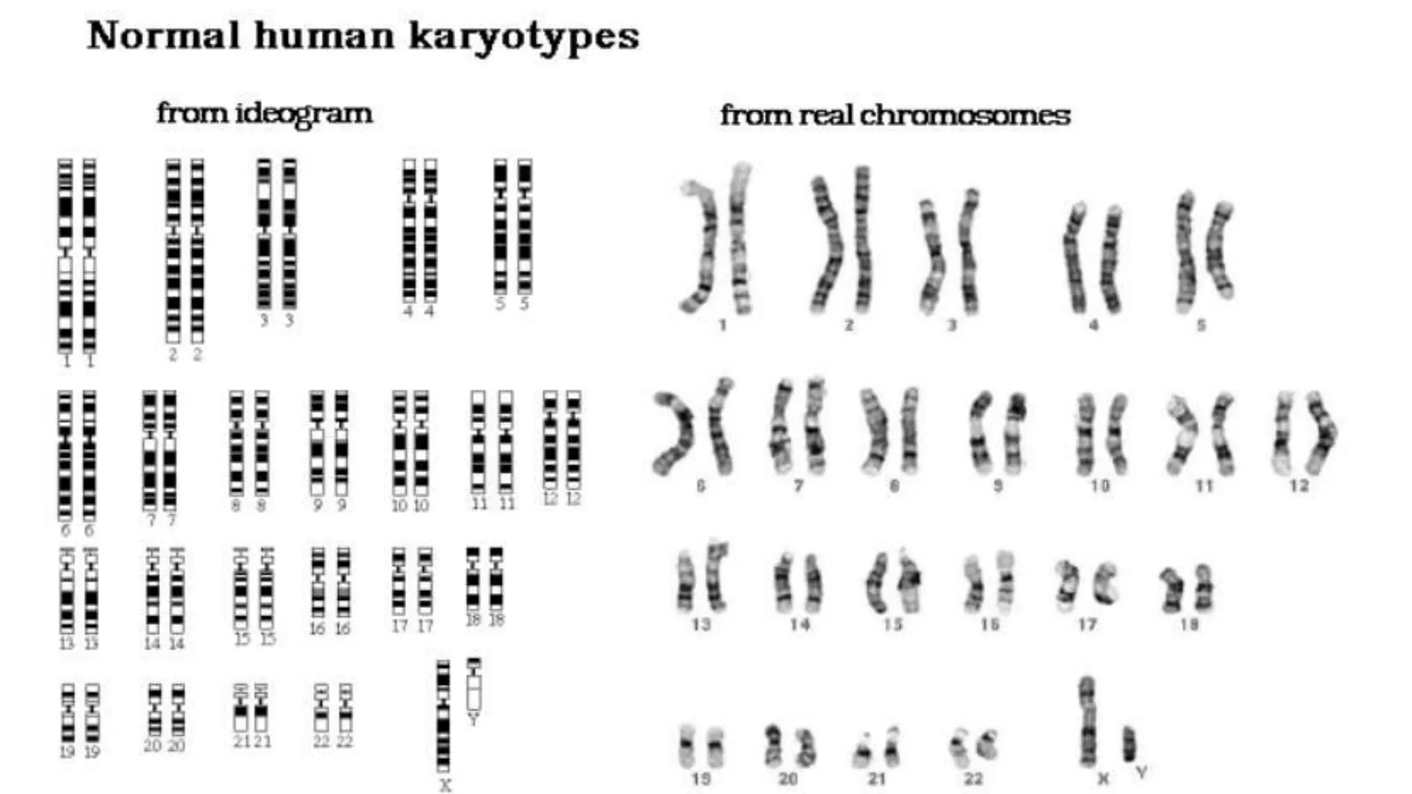 Classification of chromosome & karyotyping | PPTX