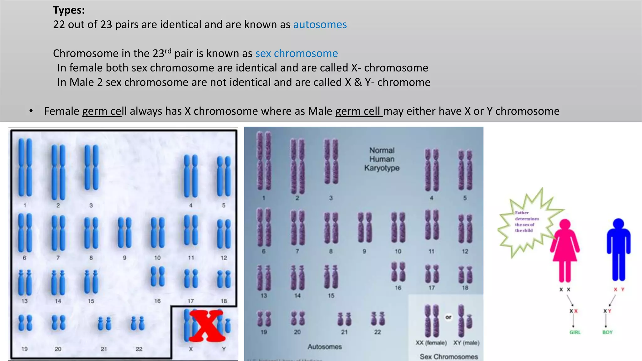 Classification of chromosome & karyotyping | PPTX