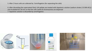 Classification of chromosome & karyotyping | PPTX