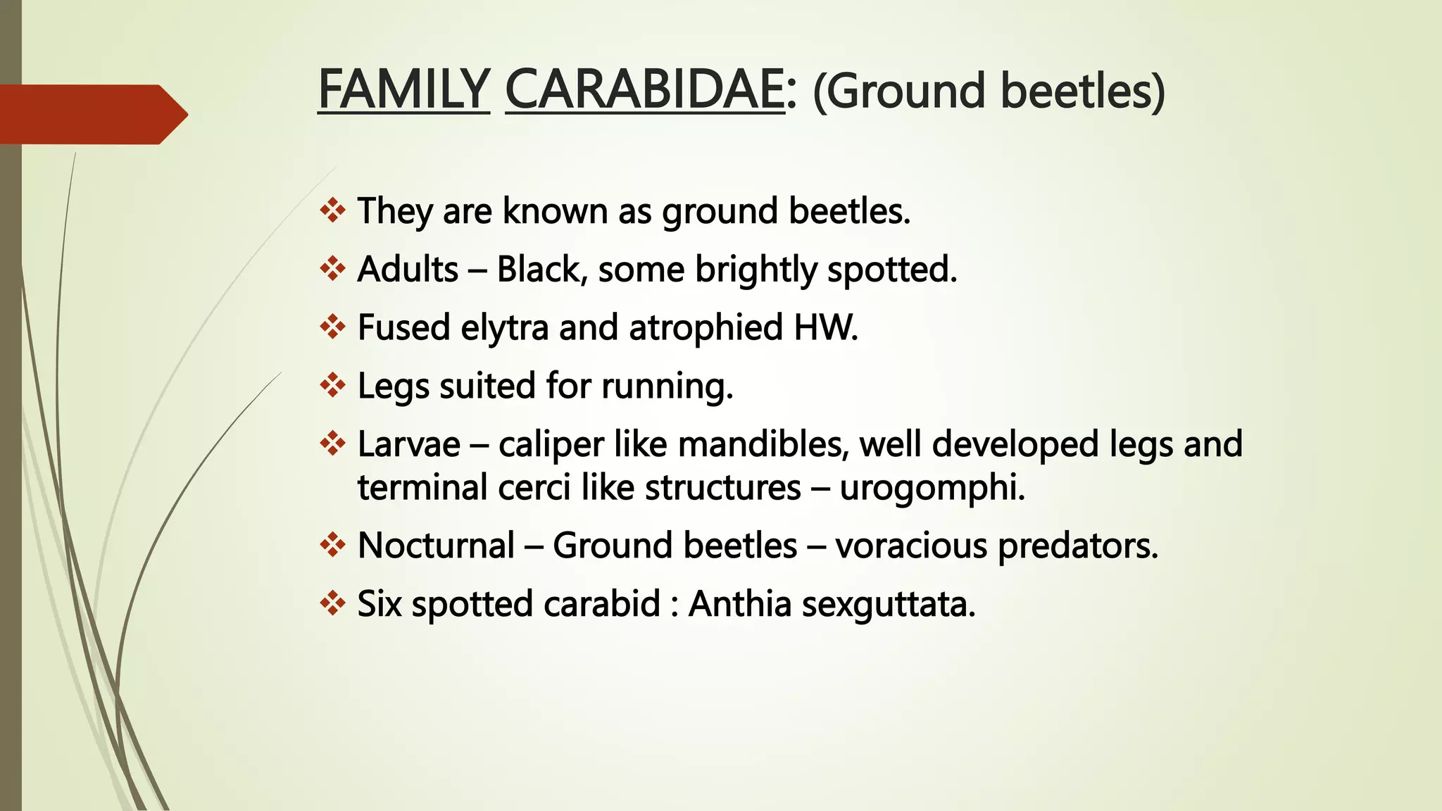 Classification of Coleoptera – suborders.pptx