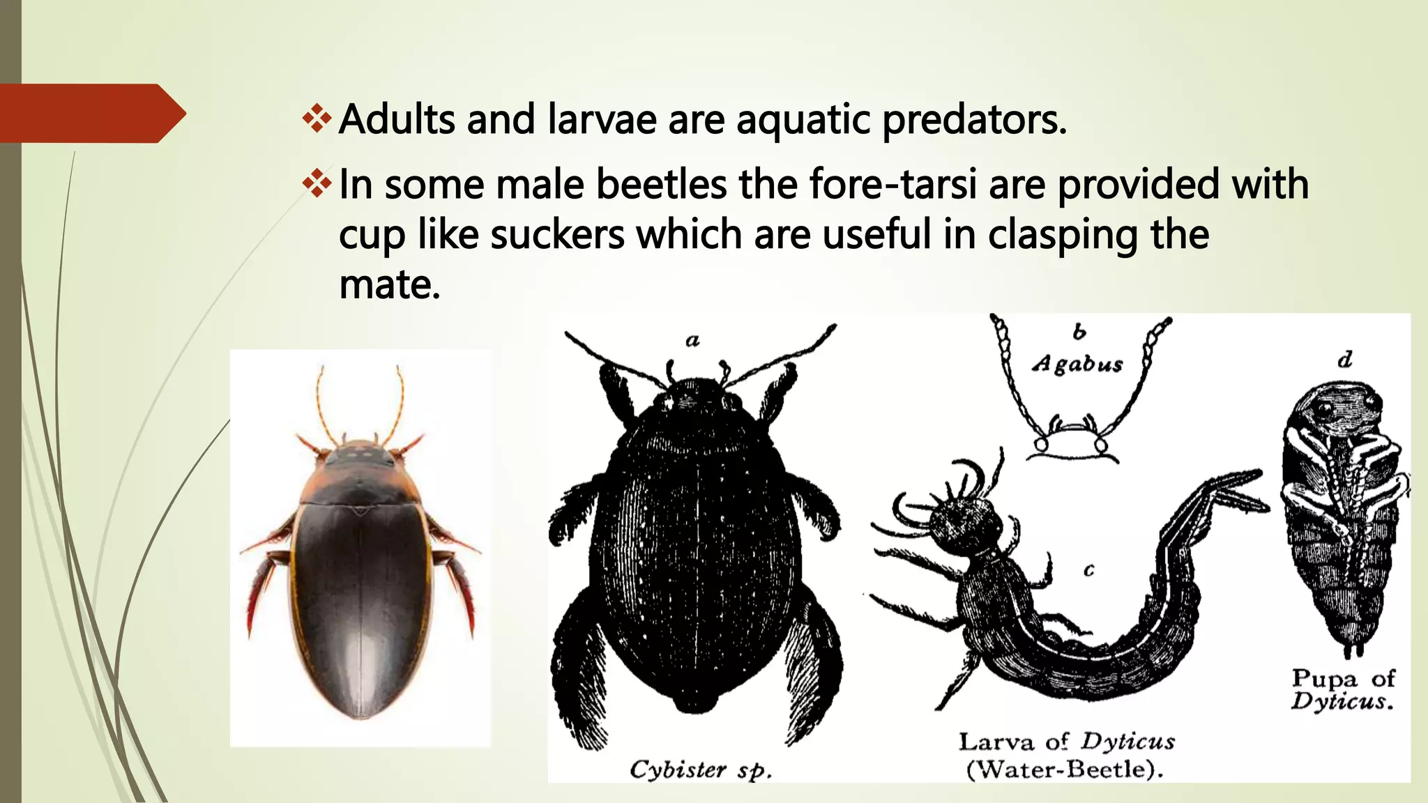 Classification of Coleoptera – suborders.pptx