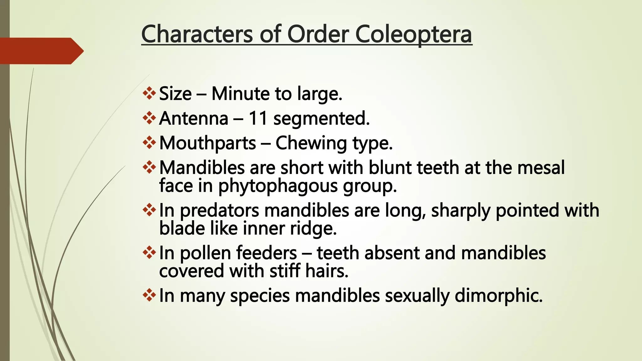 Classification of Coleoptera – suborders.pptx