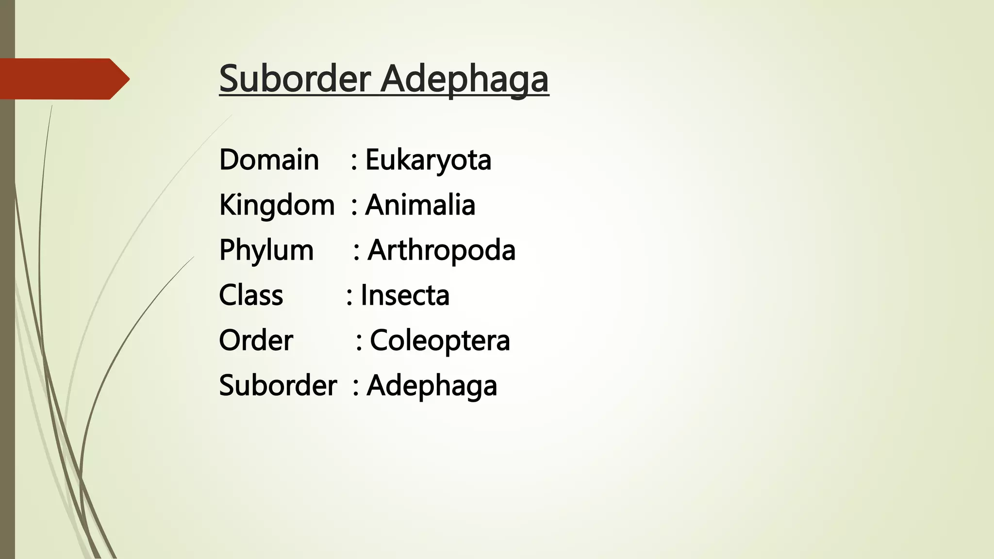 Classification of Coleoptera – suborders.pptx