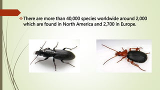 Classification of Coleoptera – suborders.pptx