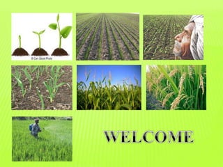 Classification of crops | PPTX