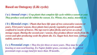 Classification of crops | PPTX