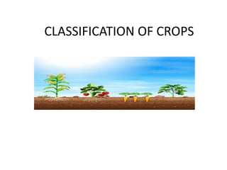 CLASSIFICATION OF CROPS.pptx