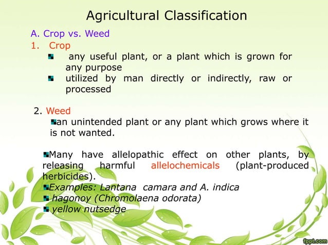 Classification of Agricultural Crops ppt | PPT
