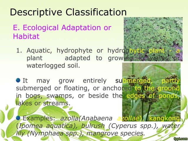 Classification of Agricultural Crops ppt | PPT
