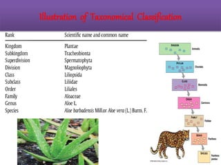 Classification of crude drugs | PPTX