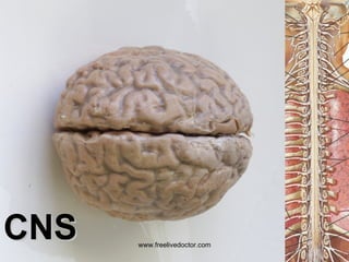 Classification of diseases of cns | PPT