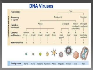 Classification of dna virus ppt | PPTX
