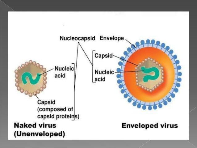 Classification of dna virus ppt