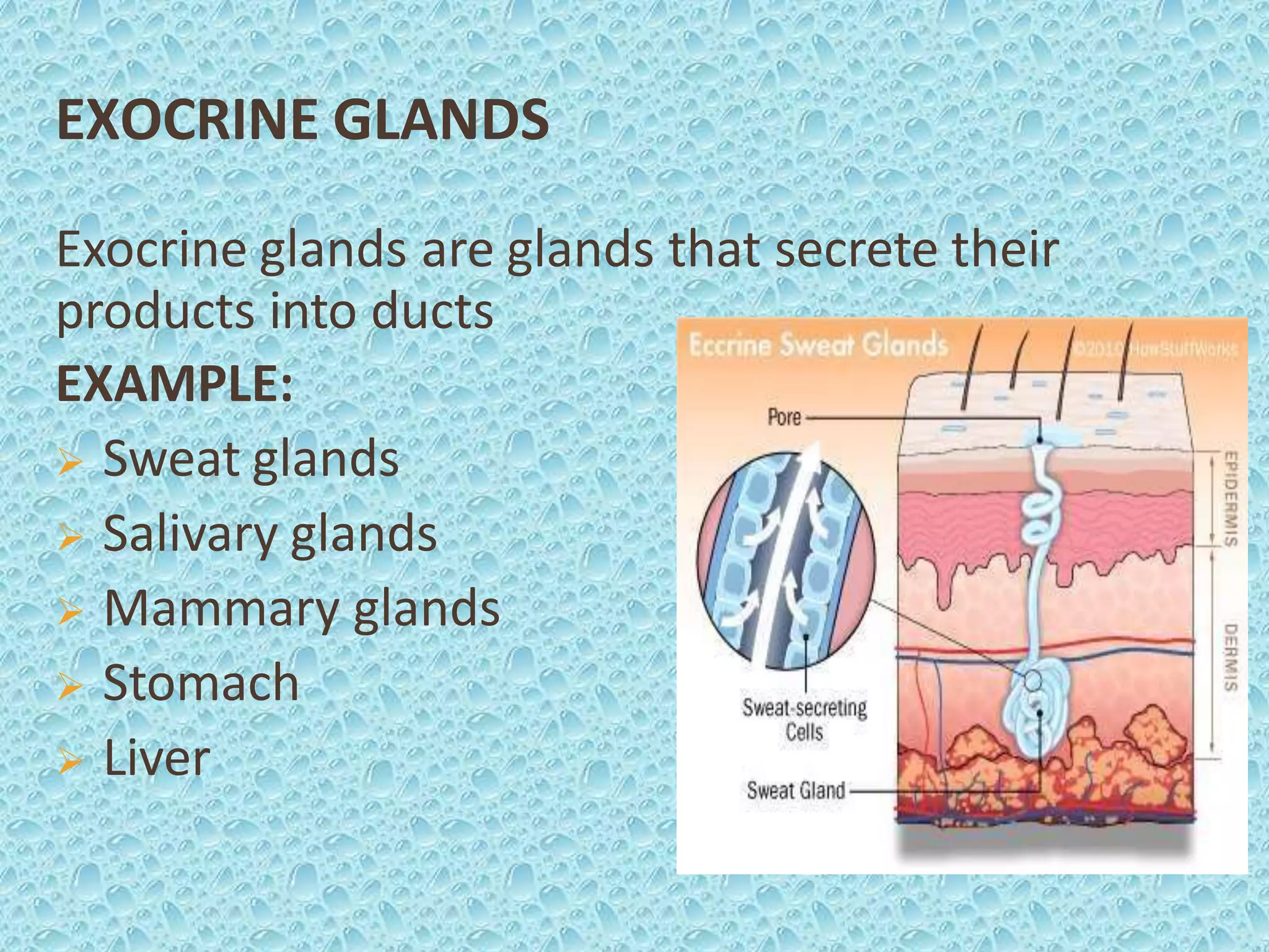 classification of endocrine glands and there function.pptx