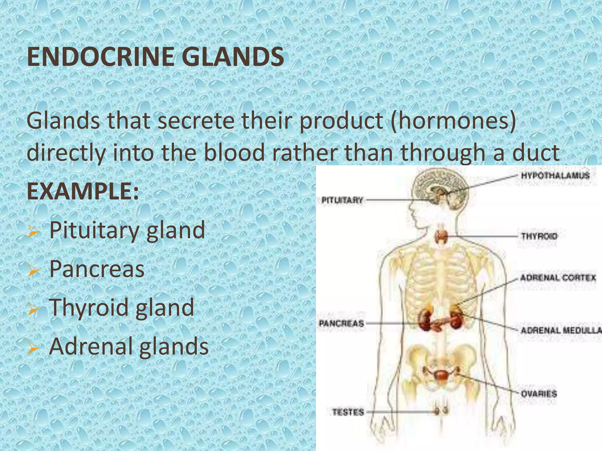classification of endocrine glands and there function.pptx