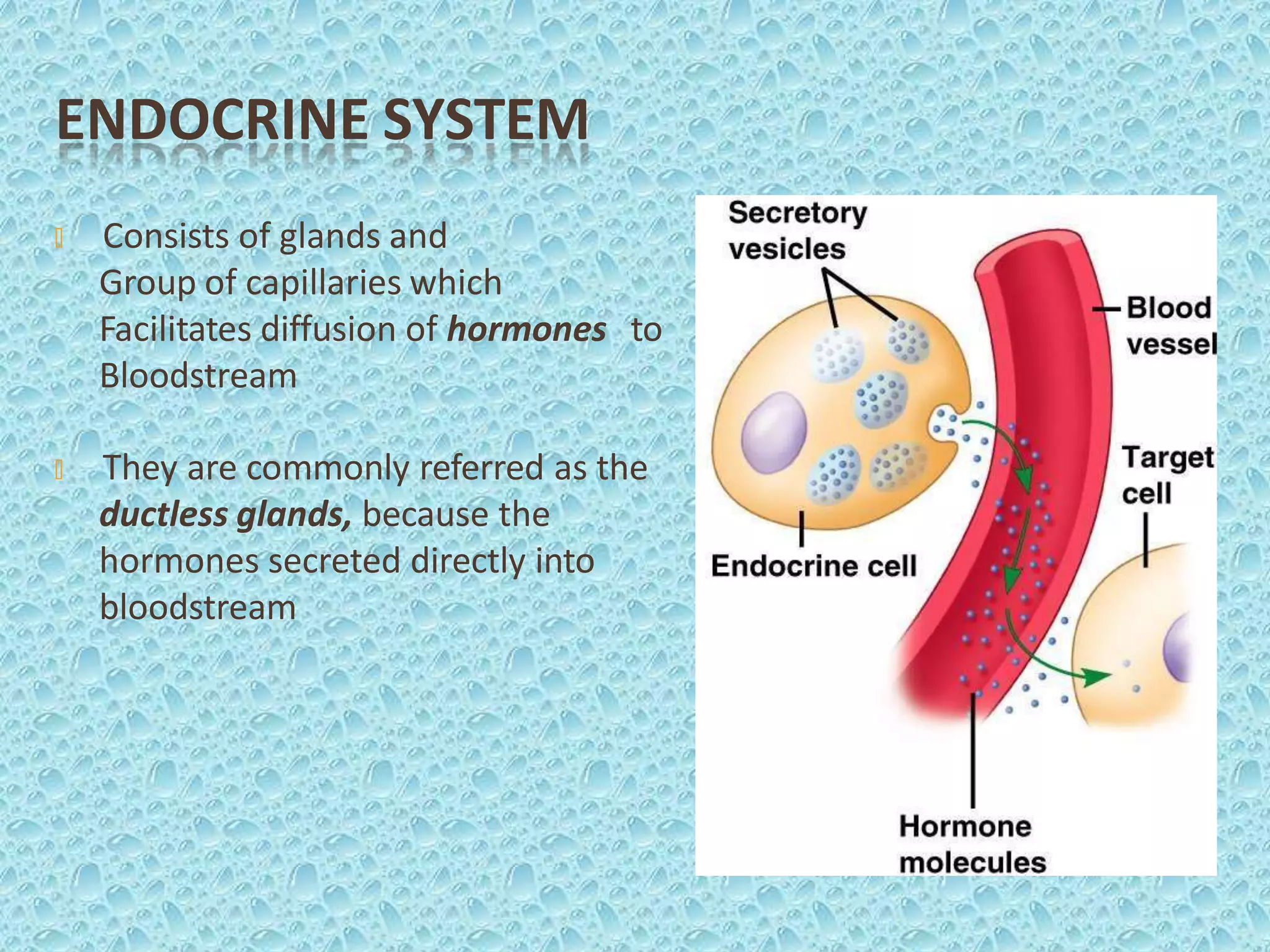 classification of endocrine glands and there function.pptx