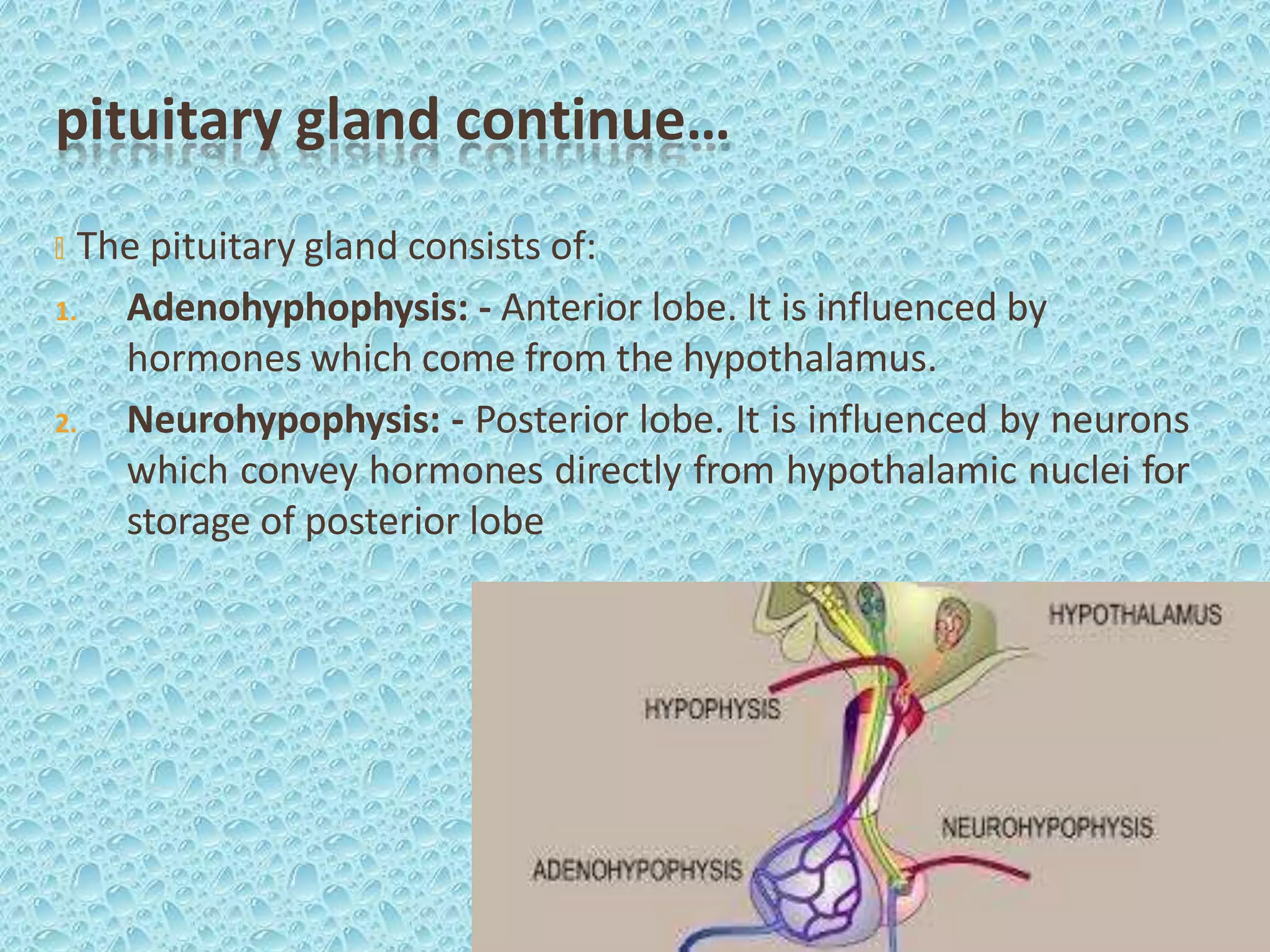classification of endocrine glands and there function.pptx