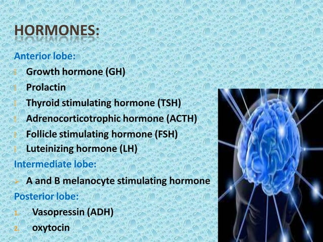 classification of endocrine glands and there function.pptx | Endocrine ...