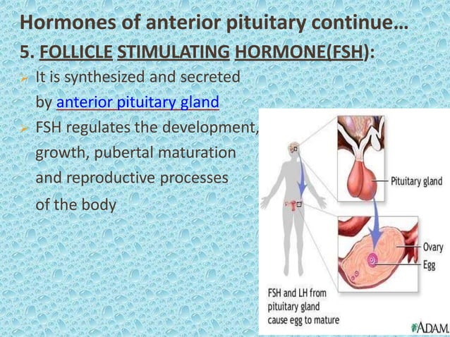 classification of endocrine glands and there function.pptx | Endocrine ...