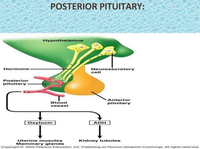 classification of endocrine glands and there function.pptx | Endocrine ...