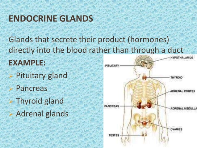 classification of endocrine glands and there function.pptx | Endocrine ...