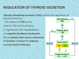 classification of endocrine glands and there function.pptx