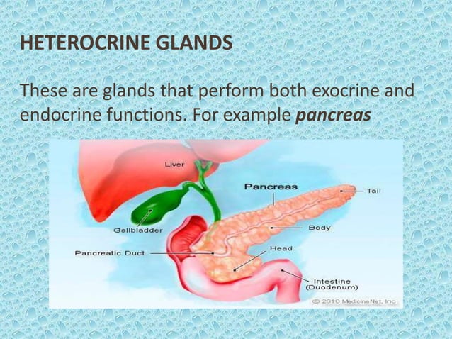 classification of endocrine glands and there function.pptx | Endocrine ...