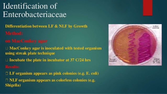 Classification of enterbacteriaceae and biochemical reactions | PPTX