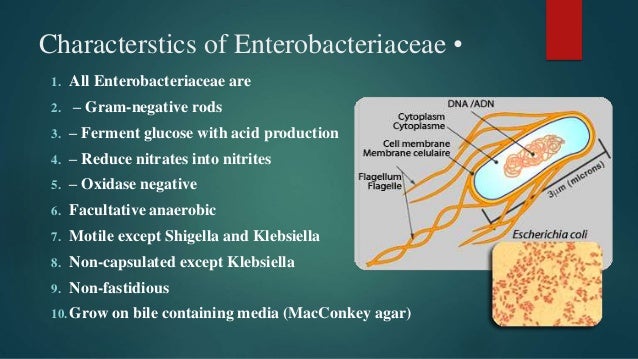 Classification of enterbacteriaceae and biochemical reactions | PPTX