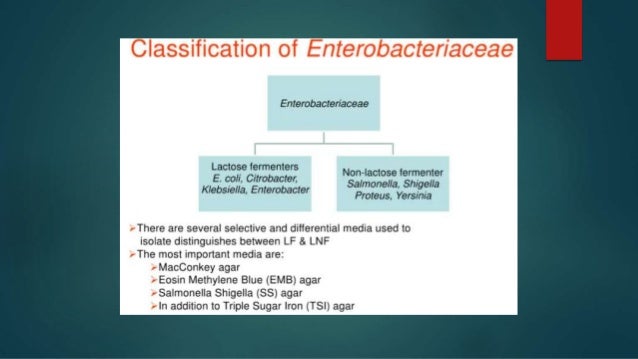 Classification of enterbacteriaceae and biochemical reactions | PPTX