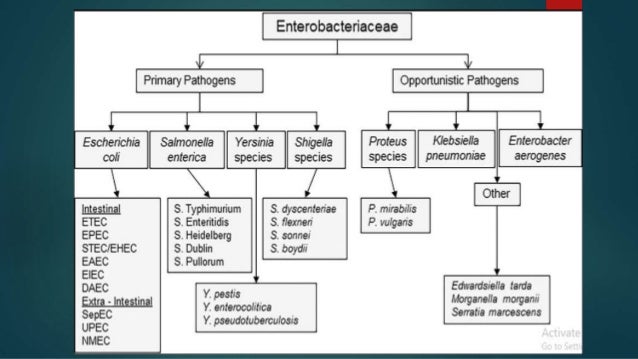 Classification of enterbacteriaceae and biochemical reactions | PPTX